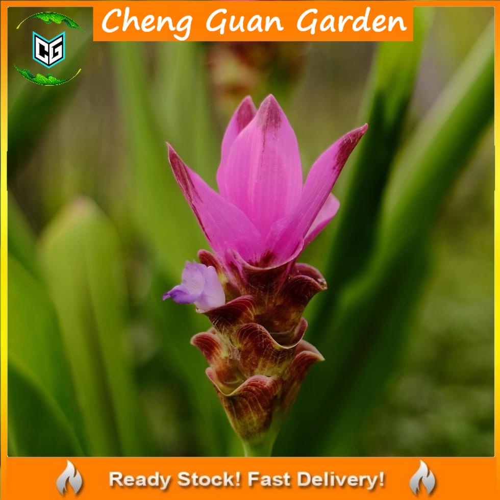 Anak Pokok Tulip Siam Jenis Halia Import Dari Thailand Senang Tanam ...