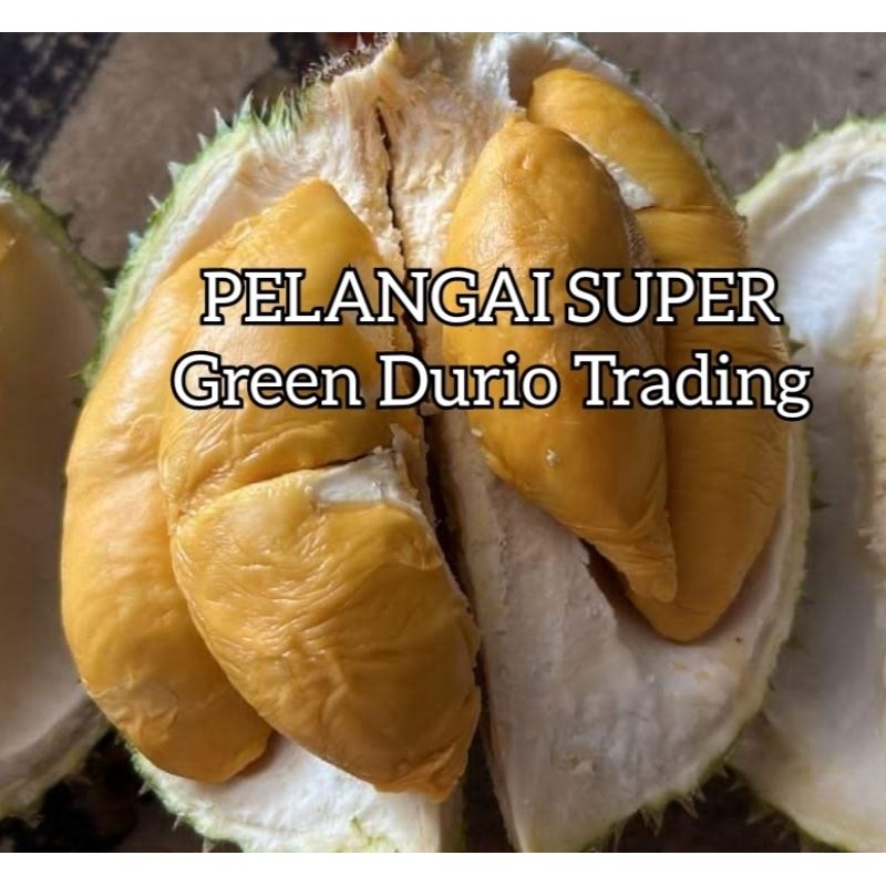 ANAK POKOK DURIAN PELANGAI SUPER - KLON RARE | Shopee Malaysia