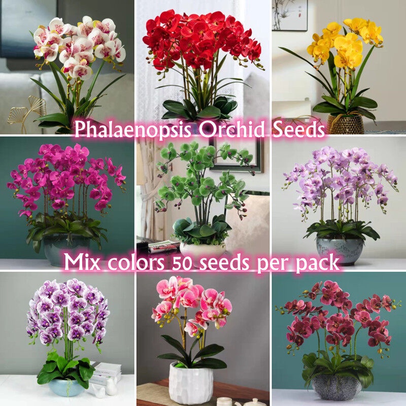 MIX Phalaenopsis Orchid Seeds for Planting (50pcs/pack) Beauty Flower ...
