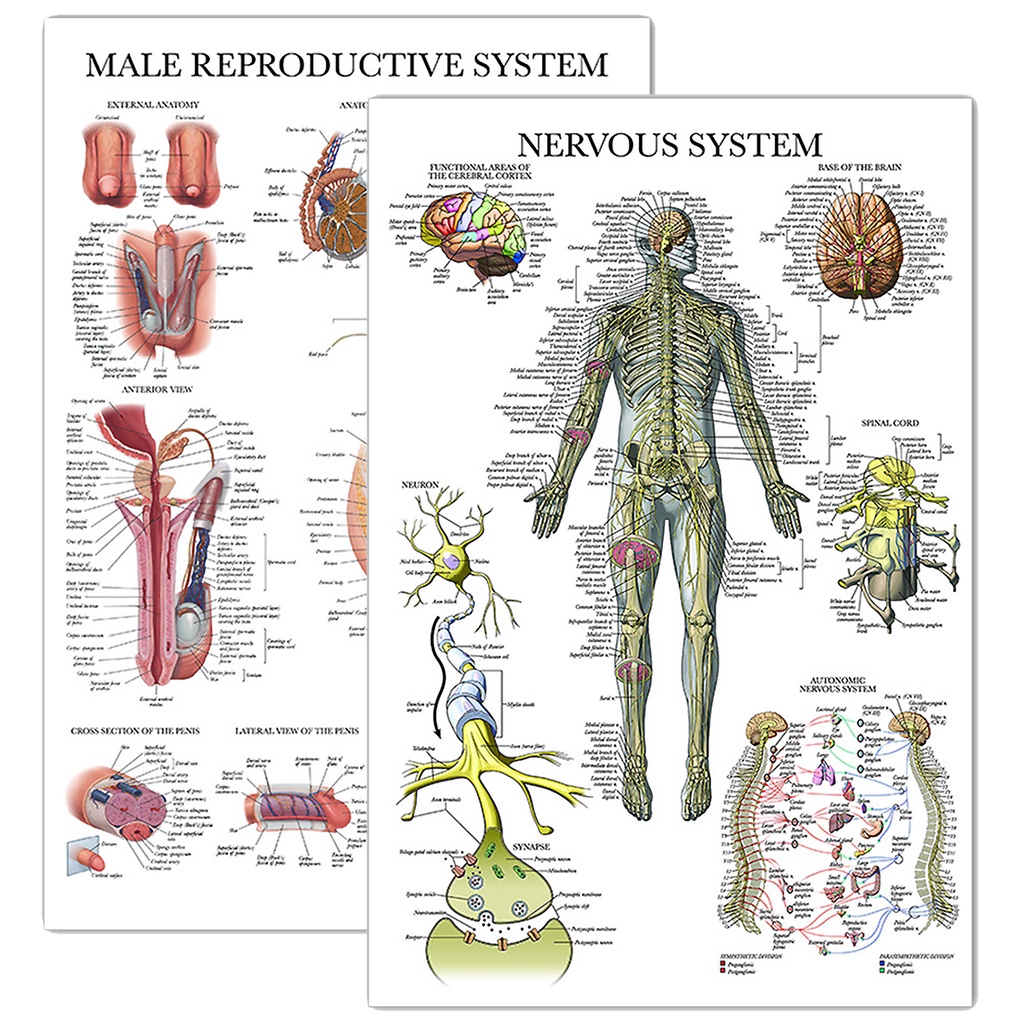 2 keping-Anatomi lelaki dan Sistem Saraf Diagram-Rujukan Struktur Organ ...