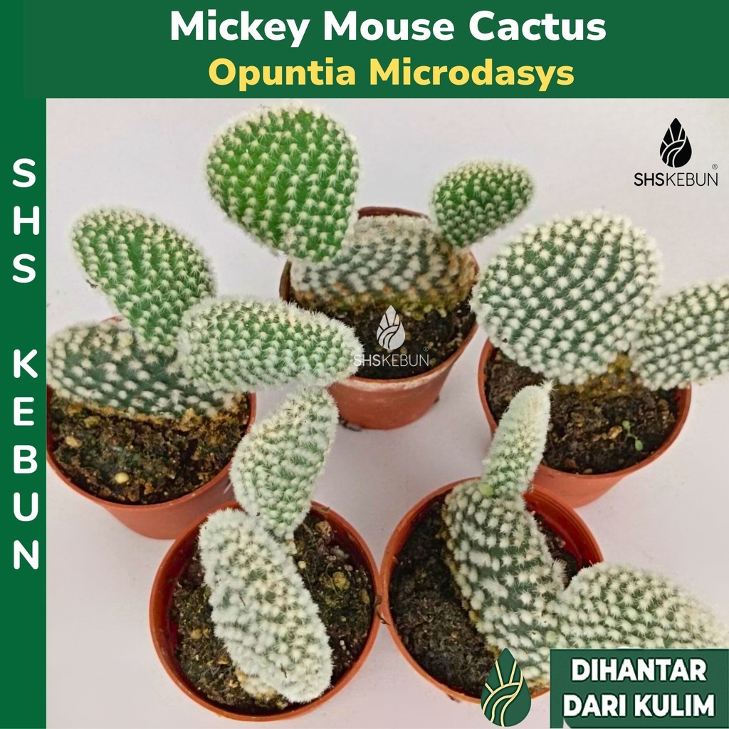 Cactus Opuntia Mickey Mouse Prickly Pear Live Plant SHS Kebun | Shopee ...