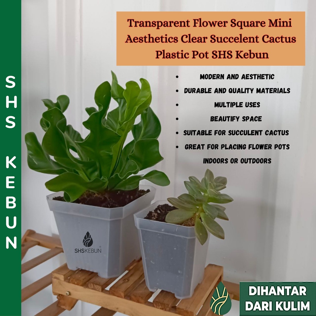Transparent Flower Square Mini Aesthetics Clear Succelent Cactus ...