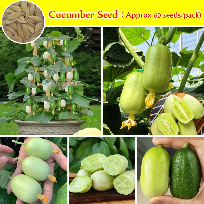 60pcs/bag Mini Cucumber Seeds for Planting Benih Sayur Sayuran High ...