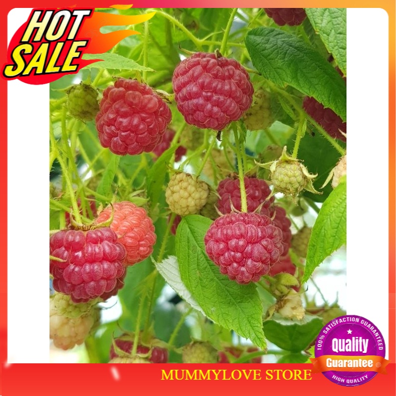 5 Pcs Biji benih raspberry merah ( Waiau), biji dr pkk yg ditnm Ready ...