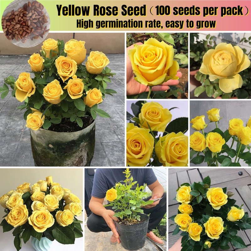 100PCS Yellow Rose Seeds Rare Rose Flower Seeds Biji Benih Pokok Bunga ...