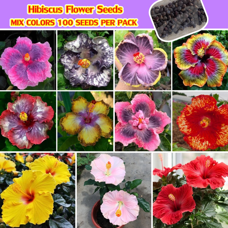 Mixed Colors Bunga Raya Hibiscus Flower Seeds for Planting (100 Seeds ...