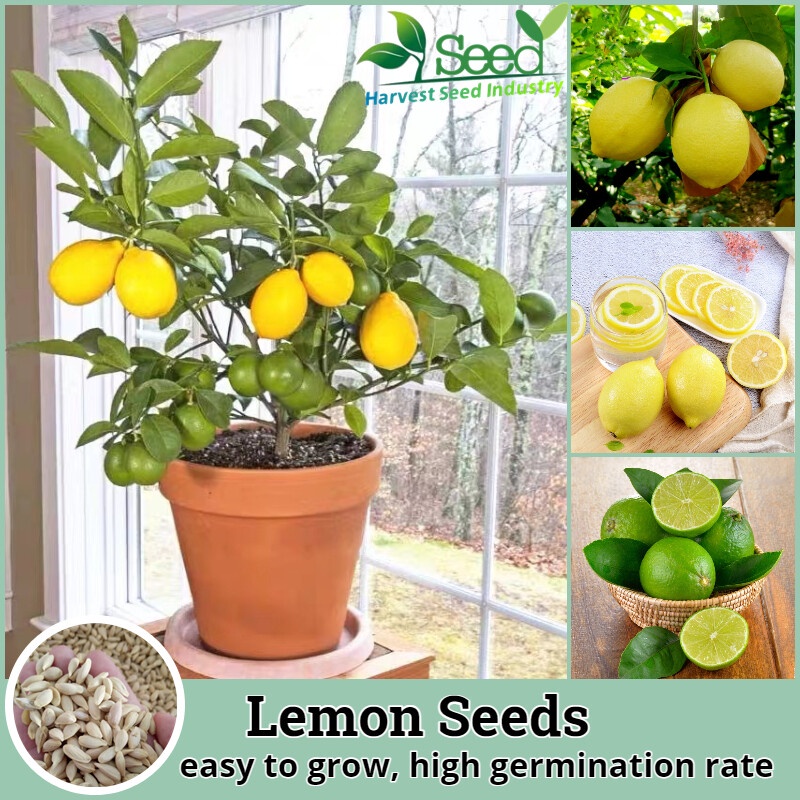 Biji Benih Dwarf Lemon Tree Seeds for Planting (20 seeds/bag, Easy To Grow) Bonsai Tree Real ...