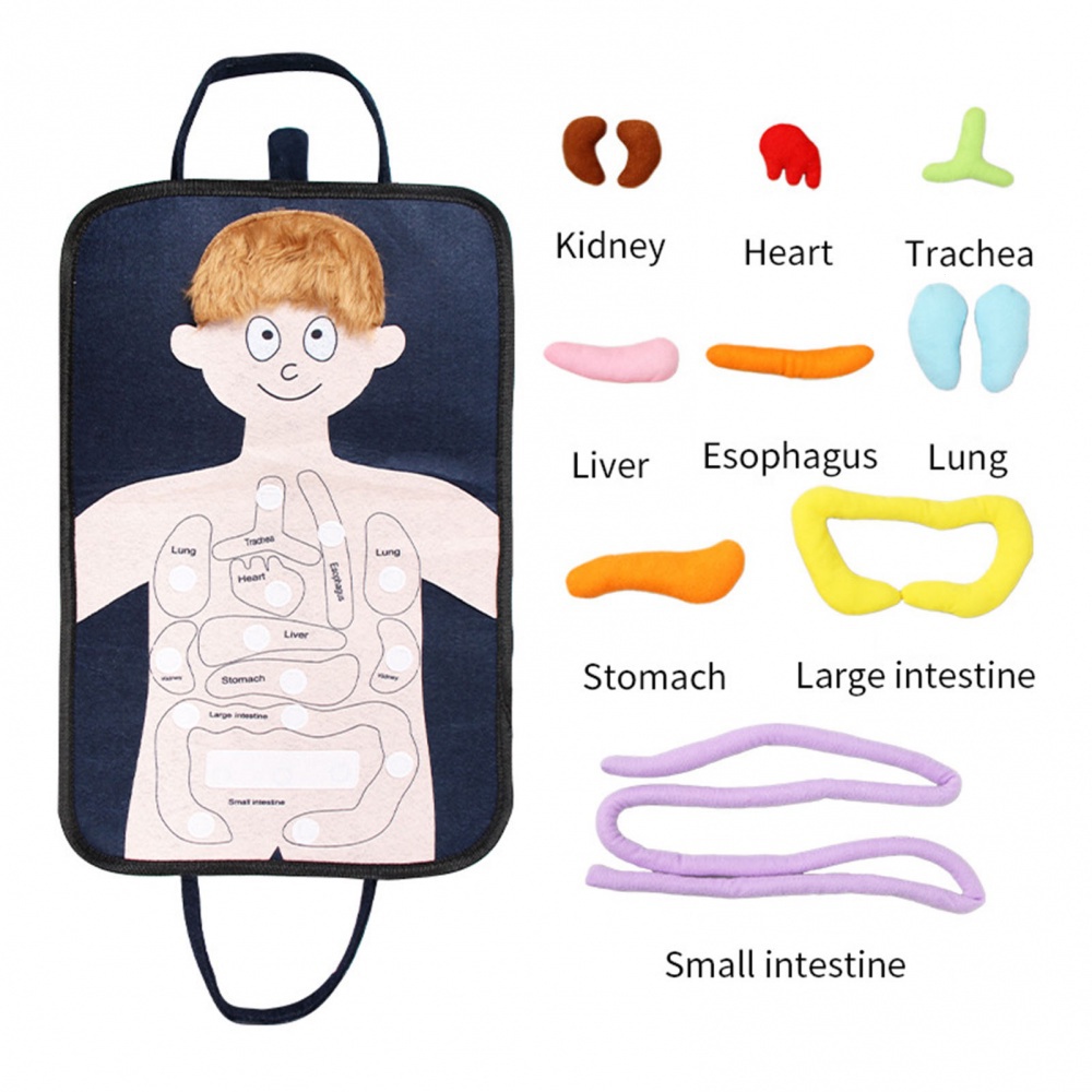 Human Body Puzzle Game Toys, Human Body Organs Awareness Educational ...