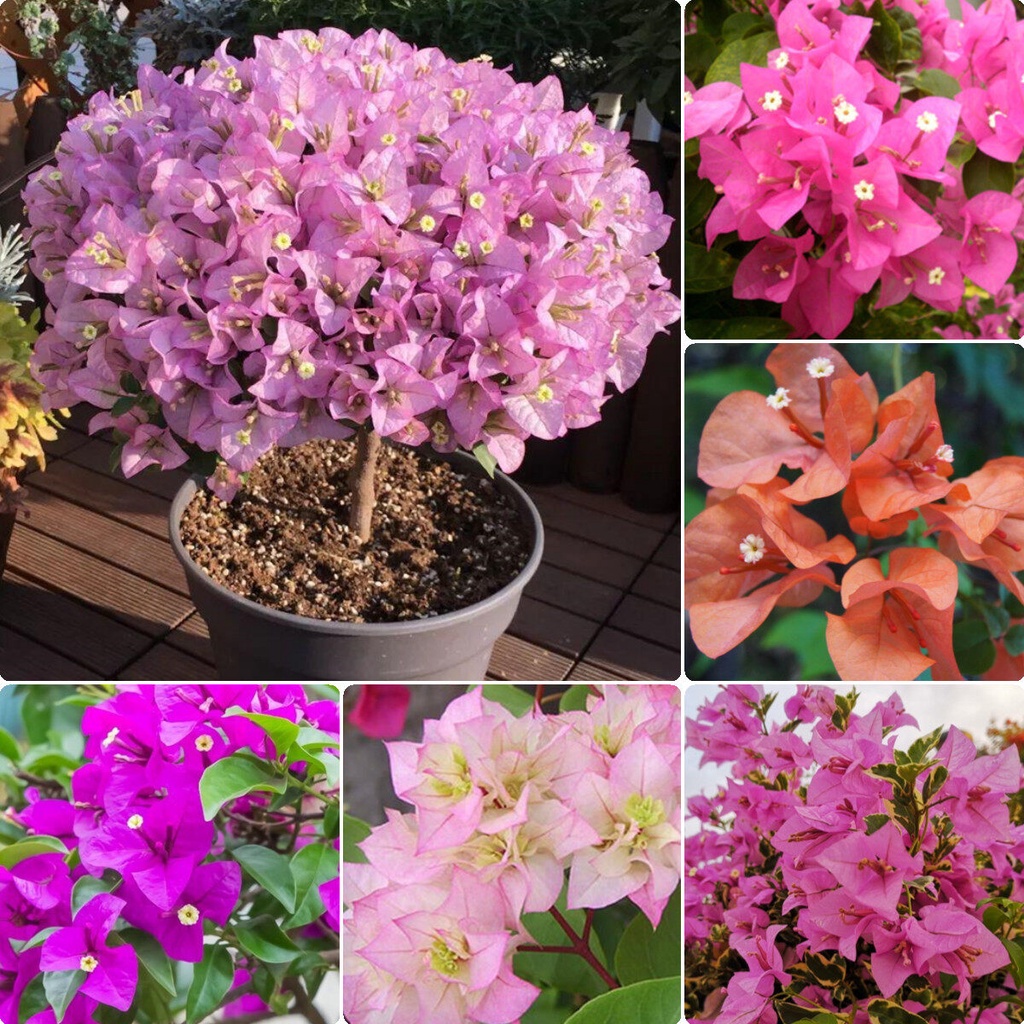 100pcs Beautiful Multi Color Bougainvillea Seed Flower Seeds Pokok