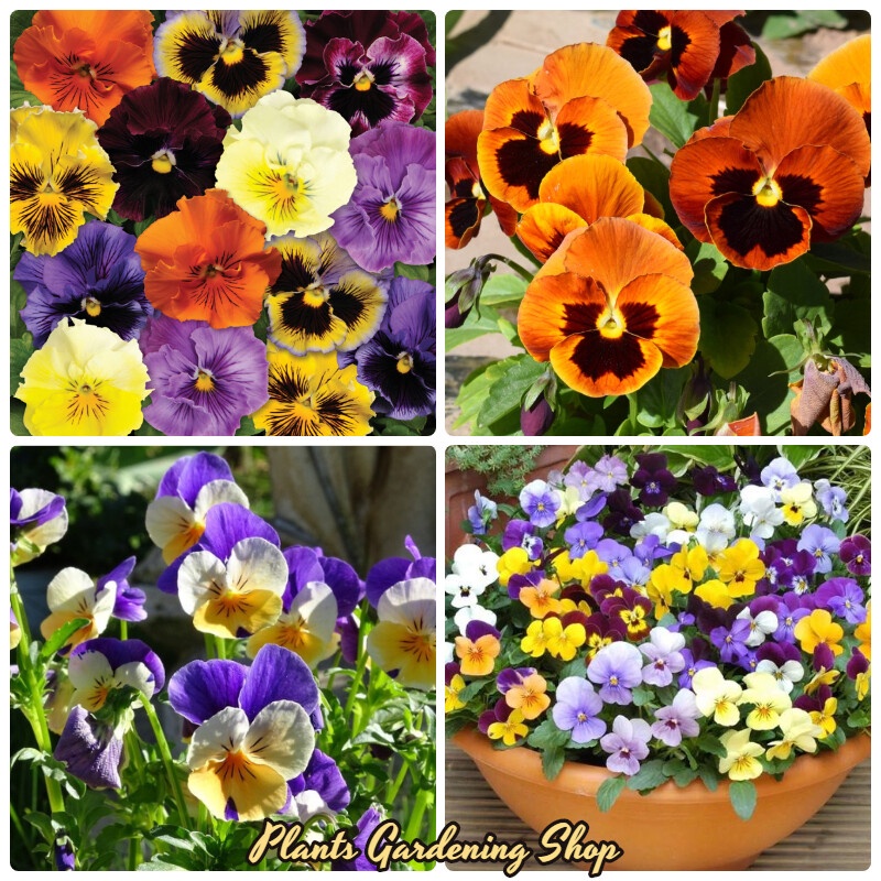Ready Stock 100pcs Pansy Mix Seeds Balcony Potted Courtyard Garden ...