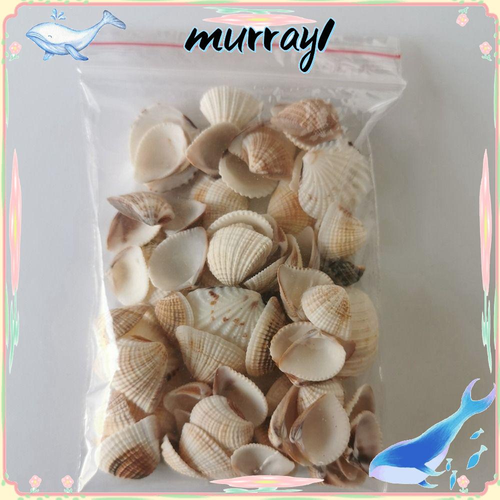 MURRAY1 Miniature Landscape, Mini 0.3~0.6cm Mini Conch Shell, High ...