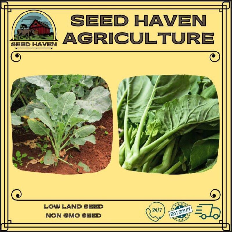 Chinese Kale seed / Kai Lan seed / Choy Sum Kale seed (70-1200 seeds ...