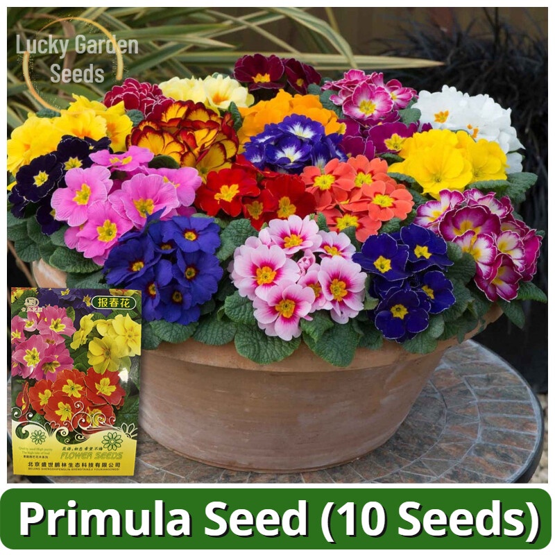 Quality Rare Primula Seeds (10 Seeds) Benih Pokok Bunga Mixed Color ...