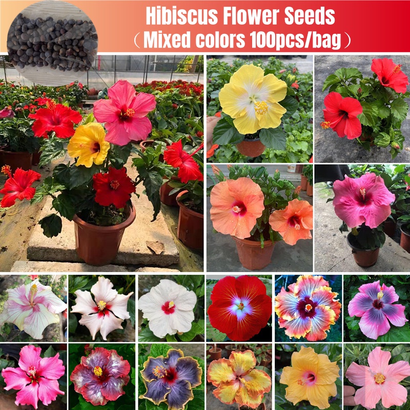100% Original Mixed Colorful Bunga Raya Hibiscus Flower Seeds for ...