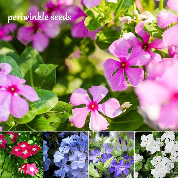LOCAL READY STOCK 50Pcs Madagascar Periwinkle Seeds Catharanthus Roseus ...