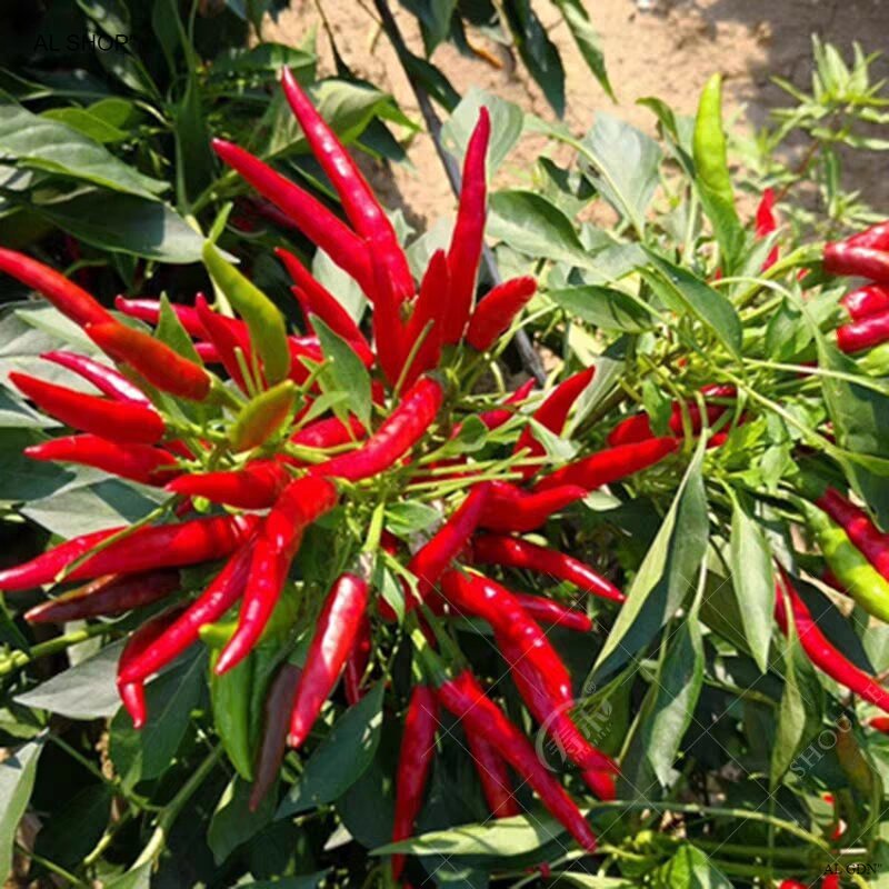Benih Cili Jambak Jepun F1 Hybrid / Chilli Seeds / 日本簇生小辣椒籽"20pcs ...