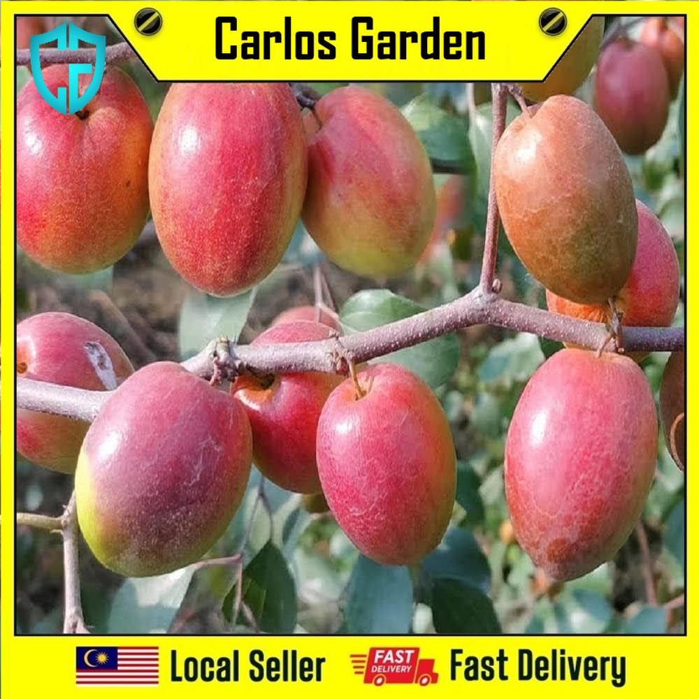 Anak Pokok Bidara Merah Pokok Rare Import Dari Thailand Red Apple Ber ...