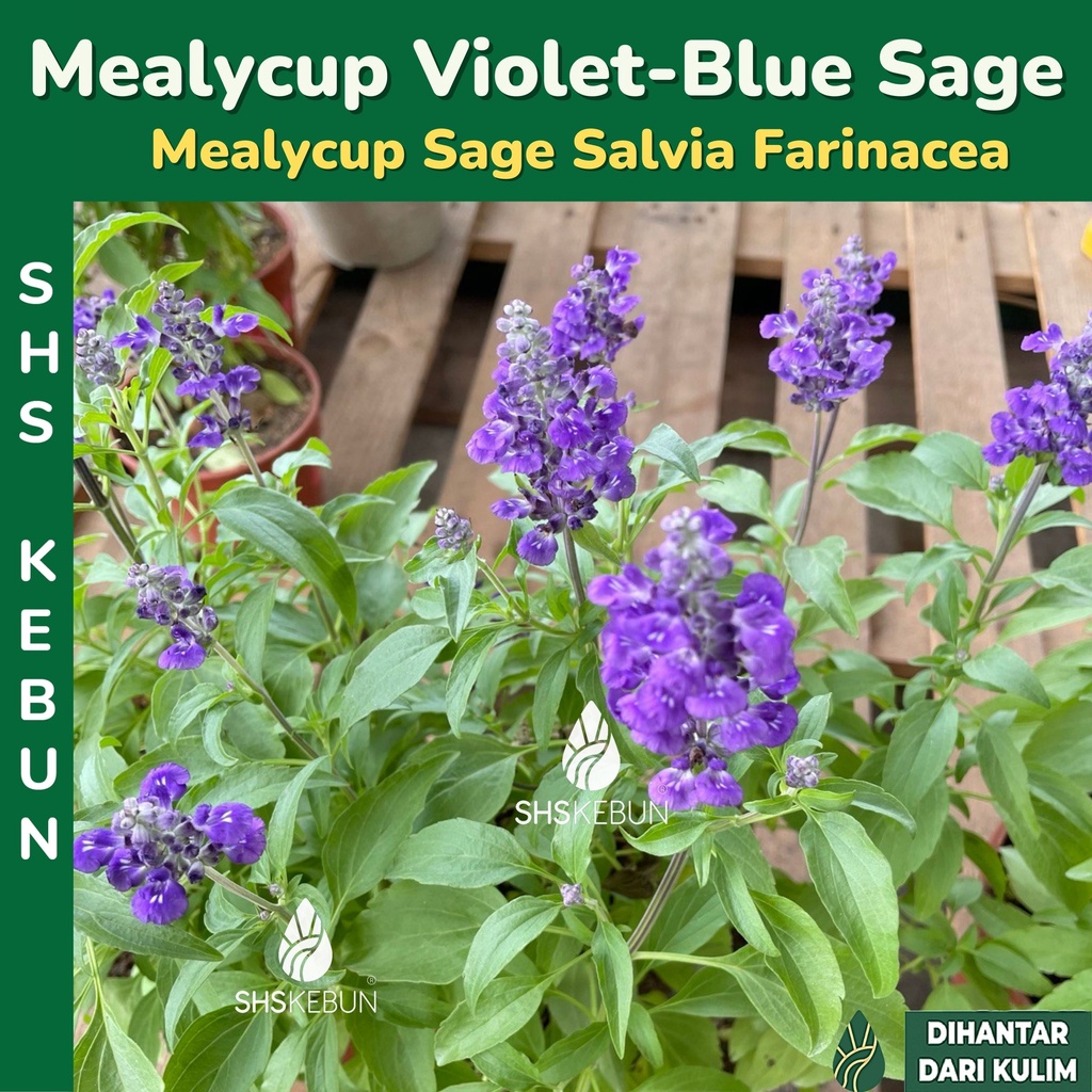 Mealycup Sage Salvia Farinacea Live Plant Pokok Bunga Hiasan Pokok ...
