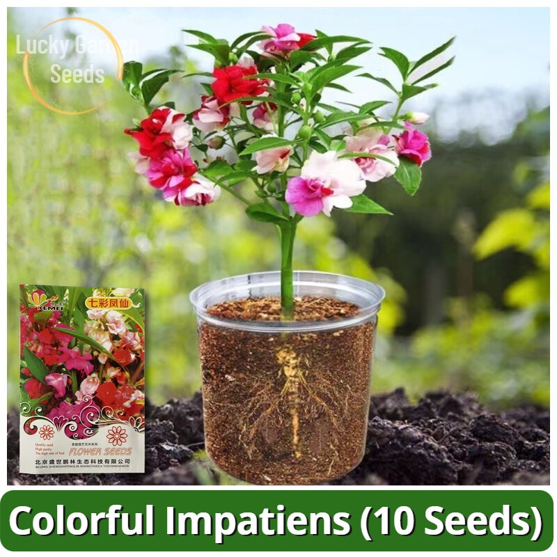 Rare Colorful Impatiens Plant Seeds (10 Seeds) Benih Pokok Bunga Mixed ...