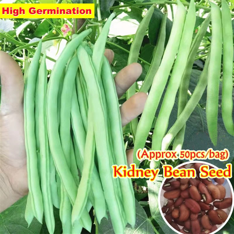Red Kidney Beans Seeds for Planting Vegetables (50 Seeds) Benih Sayur ...