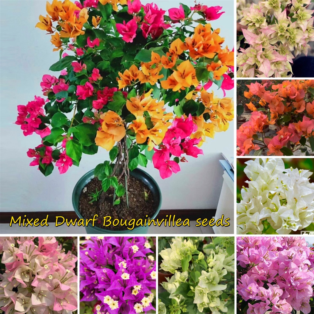 100pcs High Quality Dwarf Bougainvillea Seeds For Planting Benih Bunga