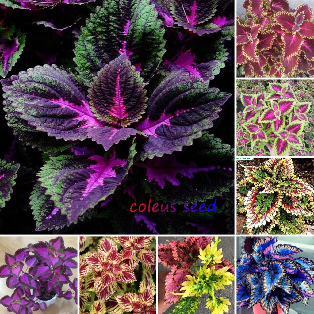 Ready Stock In 100pcs（Coleus Seed）benih Bunga Rare Plants for Sale ...