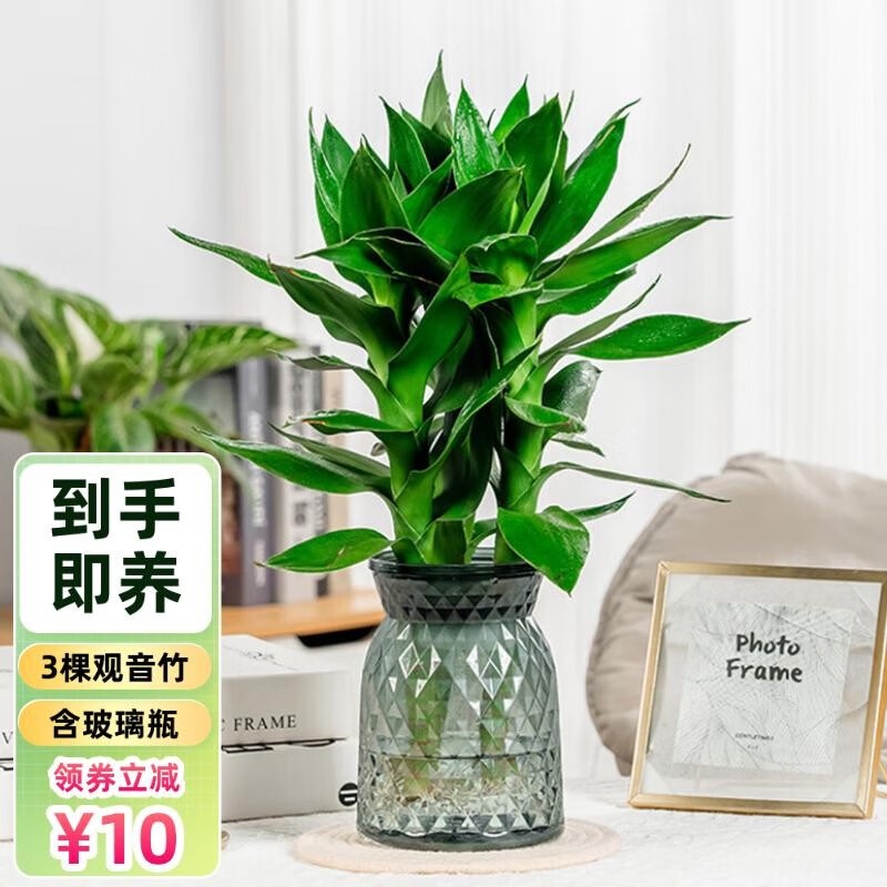 Hequ Lucky Bamboo Hydroponics Green Plant Lucky Bamboo Fernleaf Hedge Bamboo; Bambusa Multiplex ...