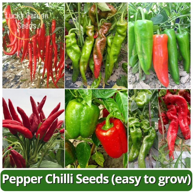 Super Hot Chili Seeds Sweet Pepper Seeds Paprika Seed (Long Chili ...
