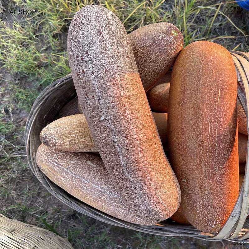 Benih Timun Tua / 老黄瓜籽”10pcs | Shopee Malaysia