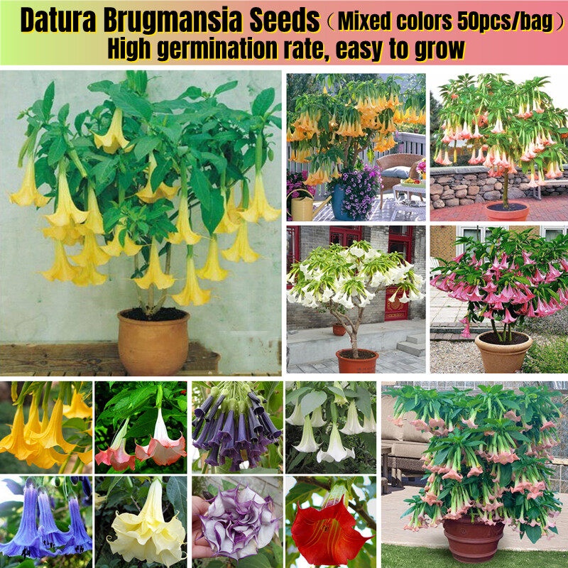 [Fast Germination] Datura Brugmansia Seeds for Sale 50pcs/bag Benih ...