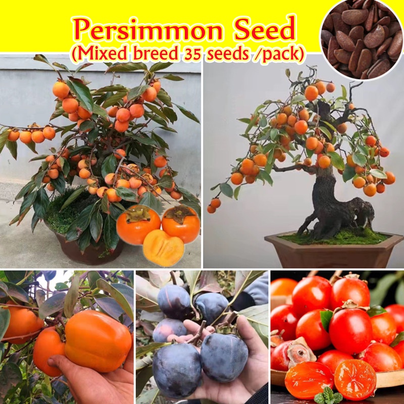 Good Quality Dwarf Persimmon Seeds for Planting 35 Seeds Per Bag Benih Pokok Buah Sweet and ...