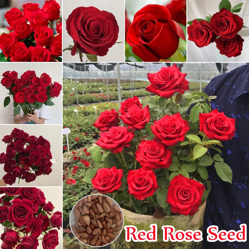 [ Local Seller ] Good Quality Red Rose Seed for Planting (200pcs/pack ...