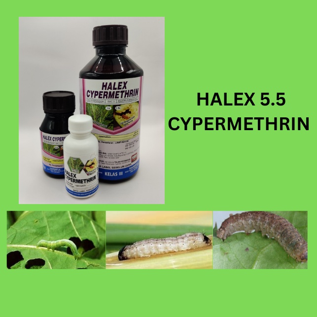 Racun Serangga Cypermethrin 100 ML 5.5% 1L pengorek kacang buah ulat ...