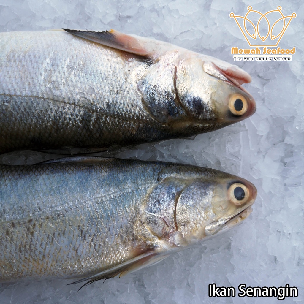 Ikan Senangin (Siap Siang) Bawah 1Kg 1 Ekor | Shopee Malaysia