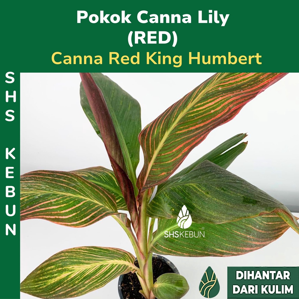 Red Leaf Canna Lily Canna Red King Humbert Live Plant Pokok Bunga ...