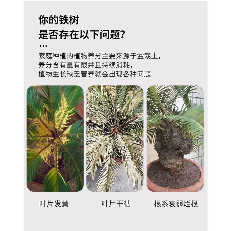 Baja Khas untuk Pokok Bonsai Ficus dan Pokok Cycads 榕树铁树盆景专用肥 Cycad ...