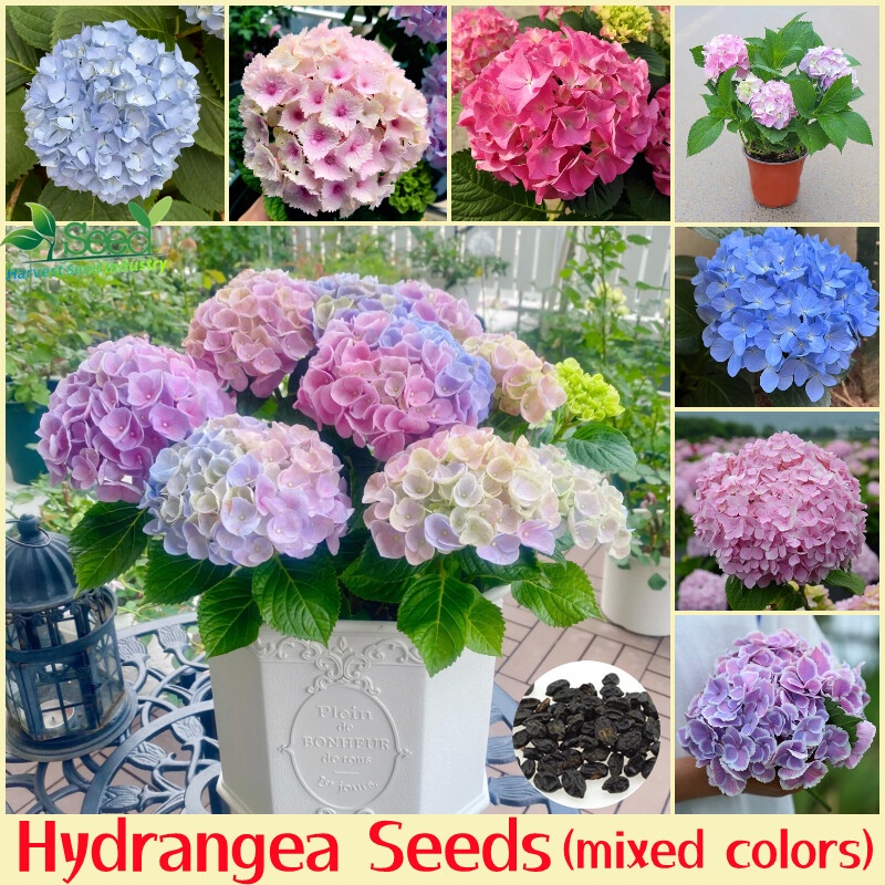 Ready Stock 50pcs/bag Mixed Color Hydrangea Seeds Garden Flower Plant ...