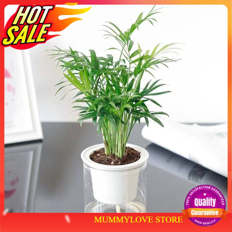 2 Pcs Areca Palm Seeds Flower Seeds Java Palm Plant Seeds Anak Biji ...