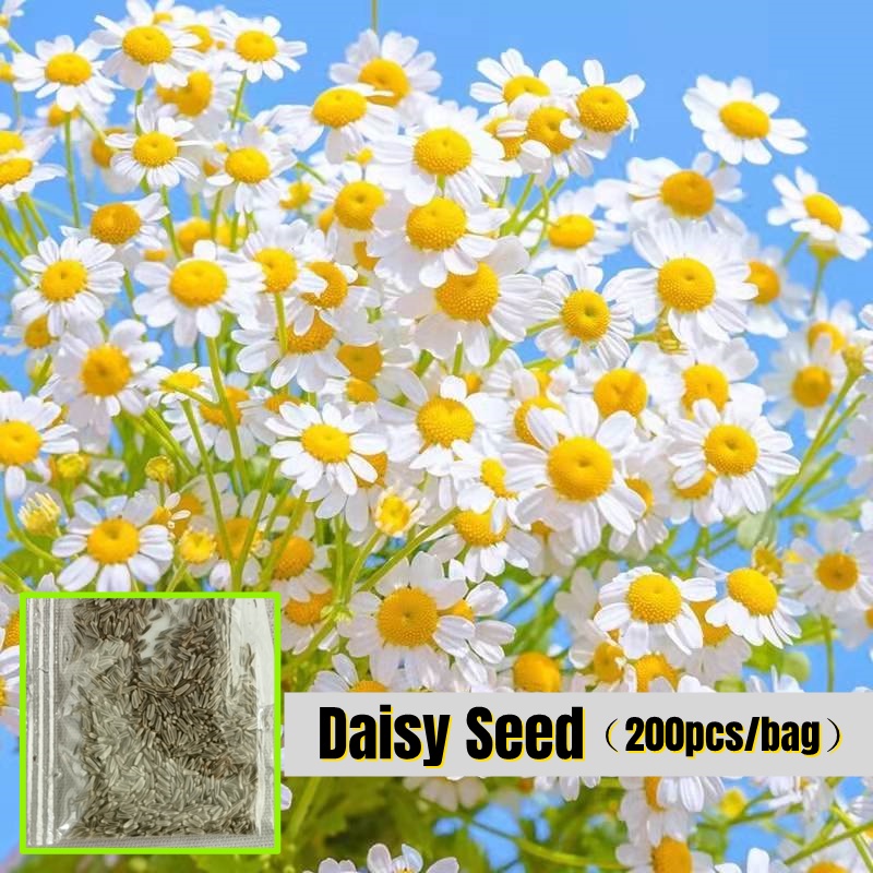 200pcs Fairy White Daisy Seeds for Planting Mix Flower Seeds Biji Benih ...