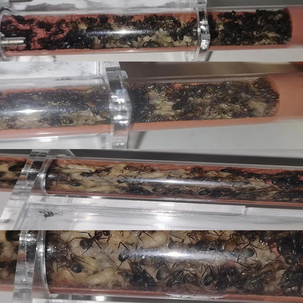 Ant Farm Bamboo Test Tube House Pet Ant Nest Gypsum Tube Anthill ...
