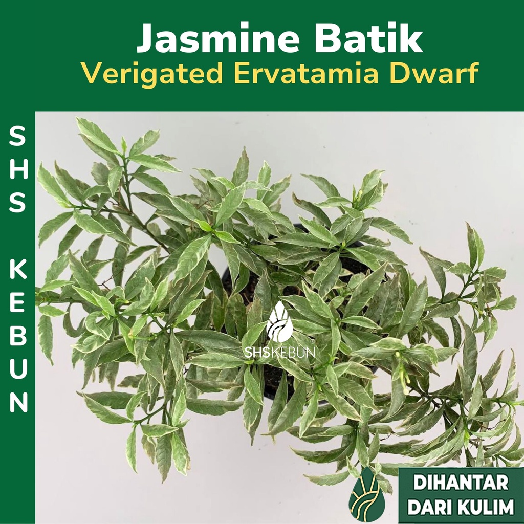 Pokok Bunga Jasmine Thai Batik Hidup Pokok Bunga Wangi Varigated ...