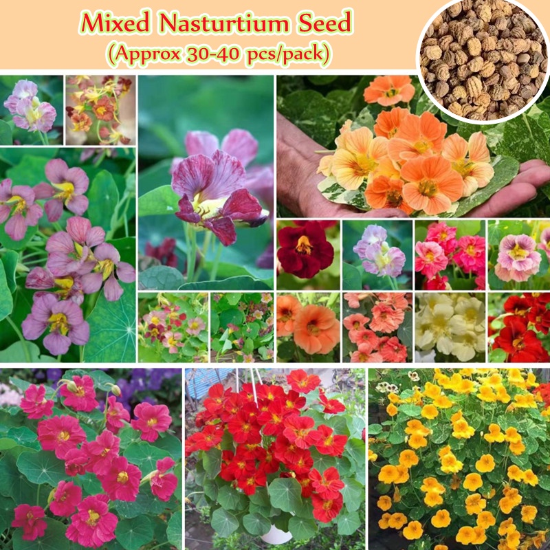 30-40pcs/pack Rare Colorful Nasturtium Flower Seeds for Planting ...