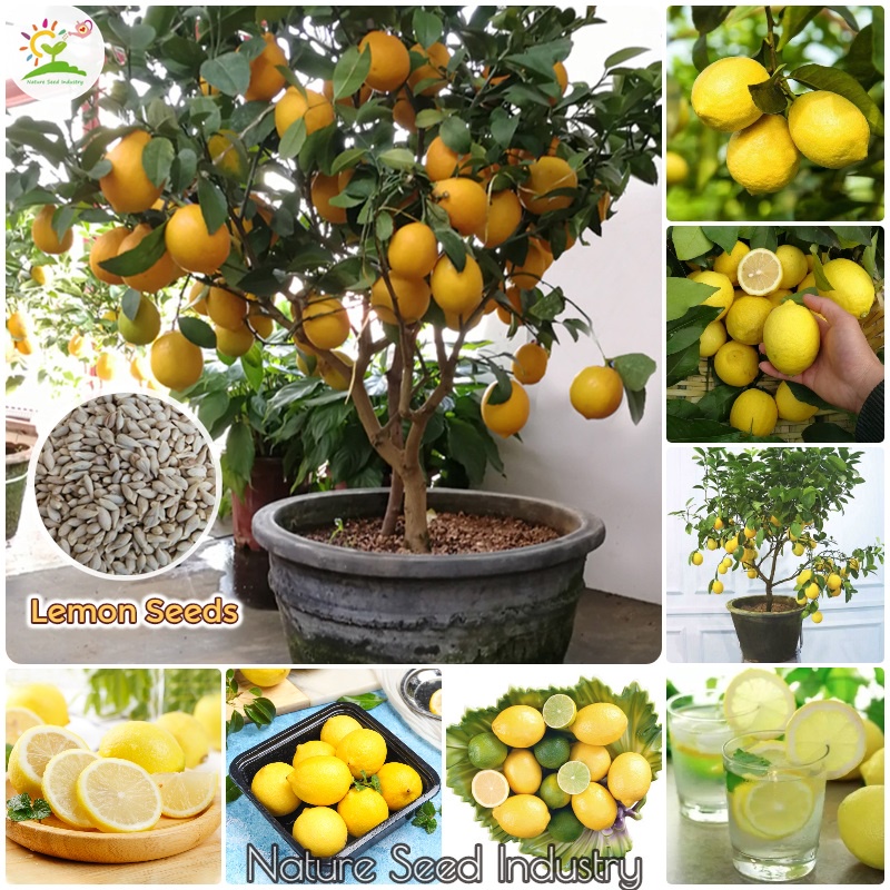 Biji Benih Dwarf Lemon Tree Seeds for Planting (20 seeds/bag, Easy To Grow) Bonsai Tree Real ...