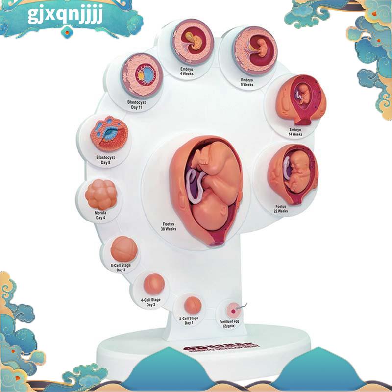 4D Human Embryo Development Anatomical Model Fetal Growth Organ ...