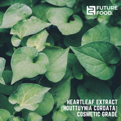 Heartleaf Extract | Houttuynia Cordata Extract | Korea | Cosmetic Grade ...