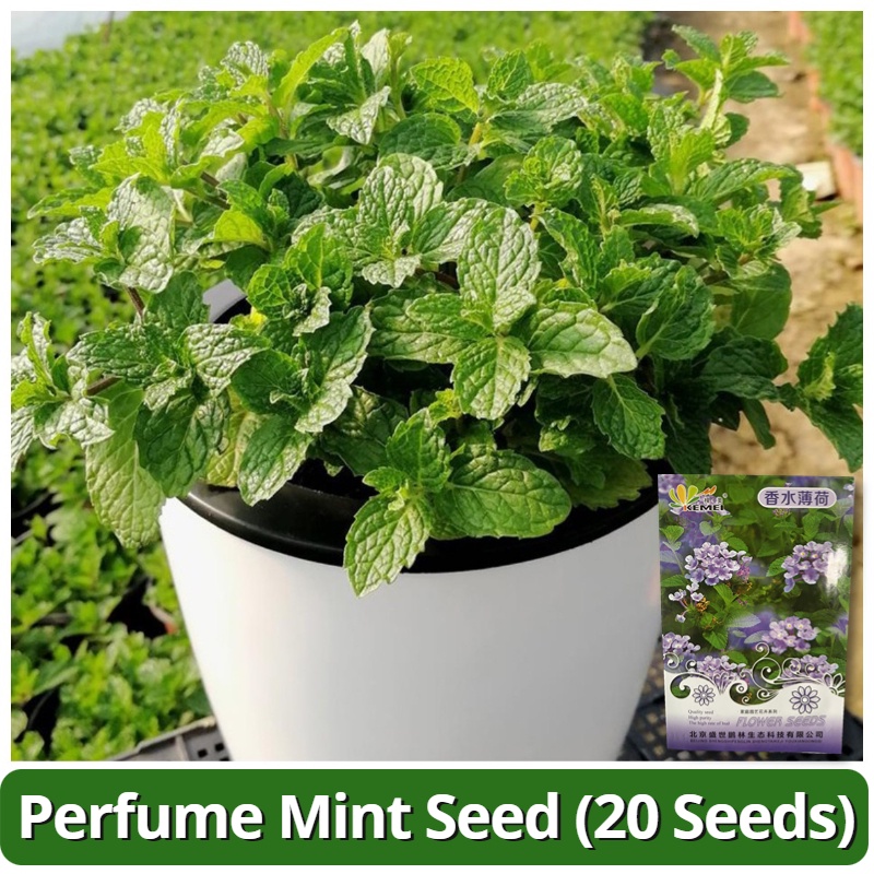 High Quality Perfume Mentha Mint Plant Seed (20 Seeds) Biji Benih ...
