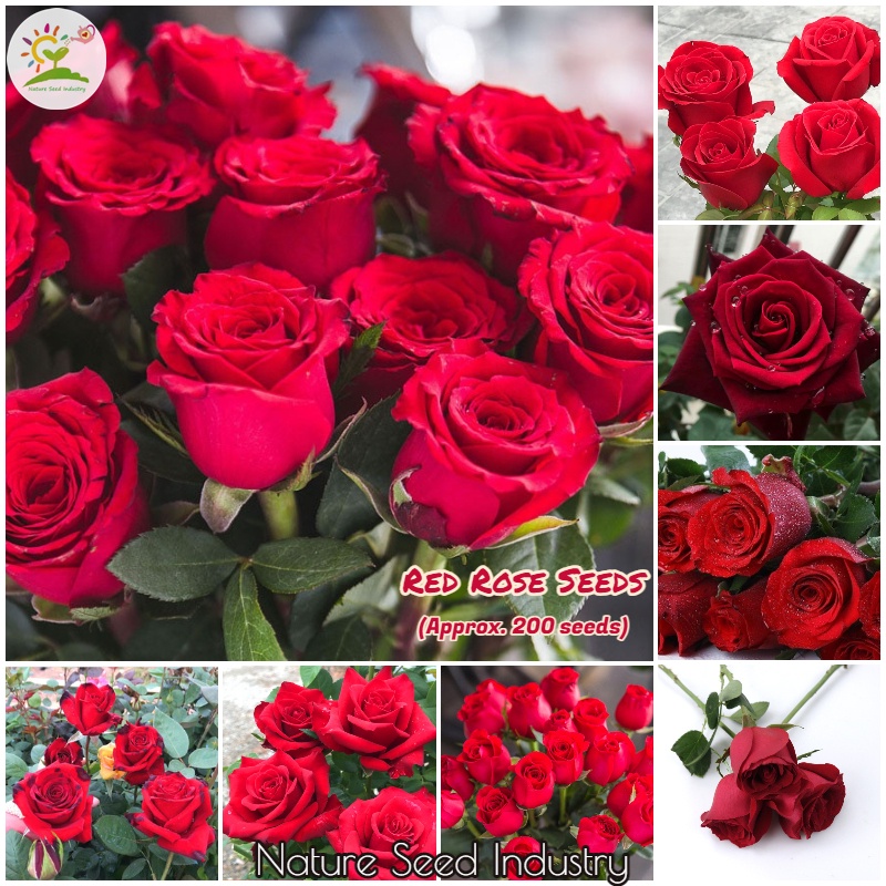 [Easy To Grow] Red Rose Seeds for Planting (200 seeds/pack) | Biji ...