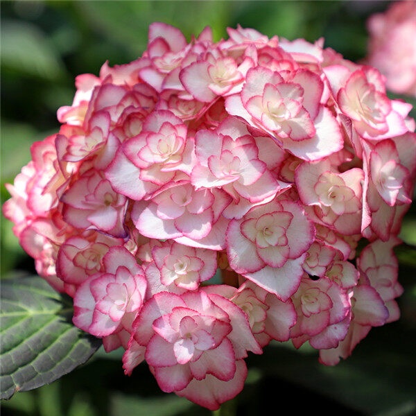 LOCAL READY STOCK-20 Pcs Mixed Colors Hydrangea Garden Plant Hydrangea ...