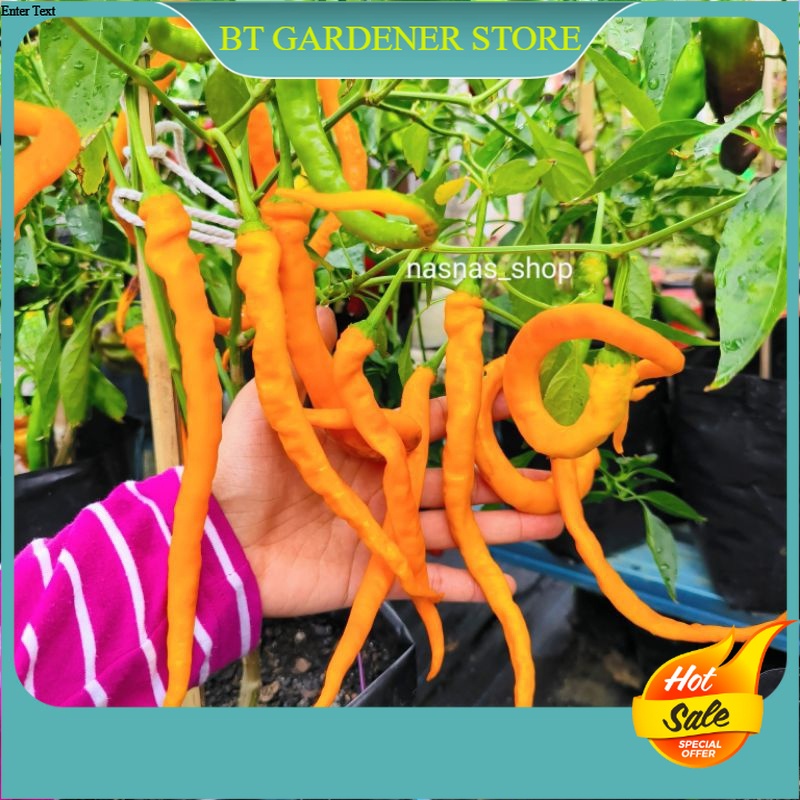 10 Pcs Benih Cili Kuning Panjang Long Yellow Chilli Seeds 黄色辣椒种子 Ready ...