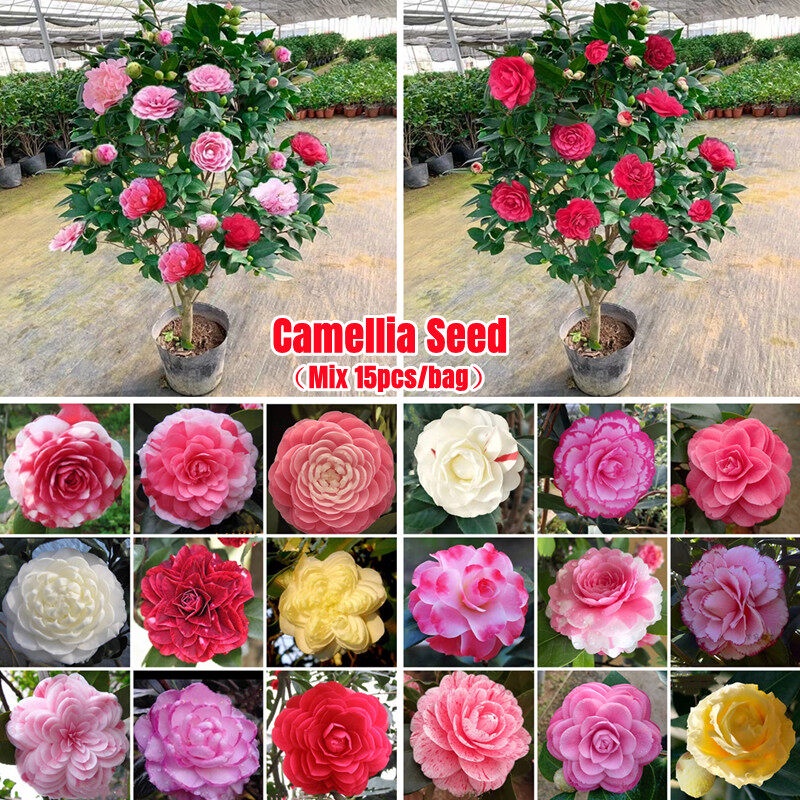 Pokok Bunga Camellia Mixed Colors Camellia Seeds (5-10pcs Seeds for ...